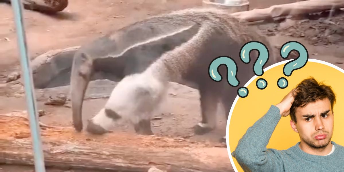 Real Two Headed Animals