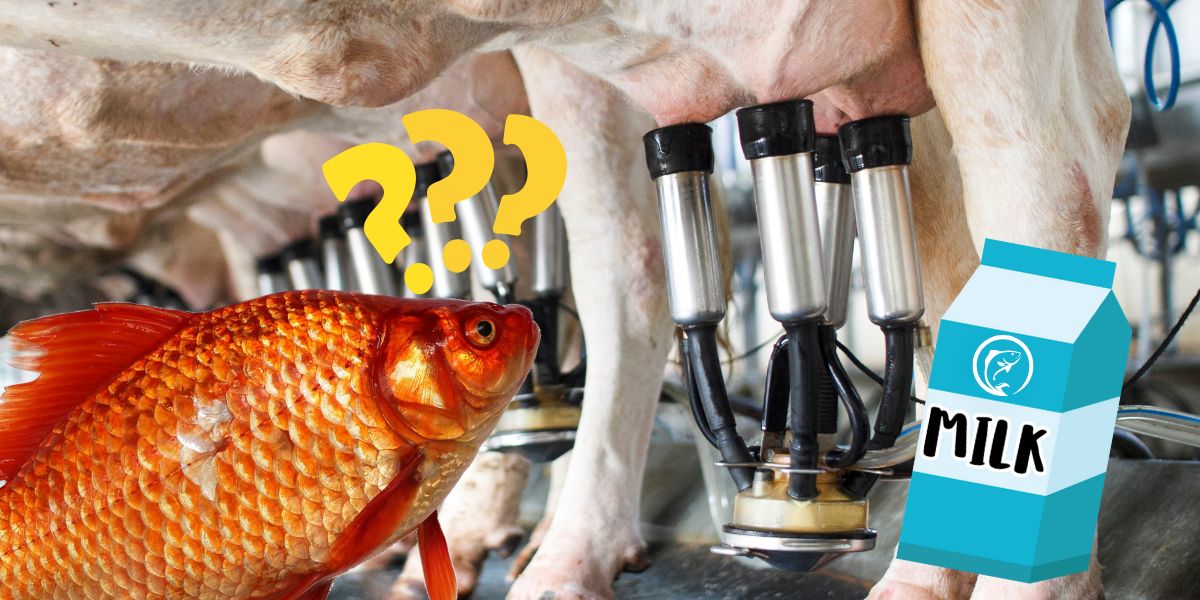 Would You Drink "Fish Milk" Instead of "Cow Milk"? - 2ST