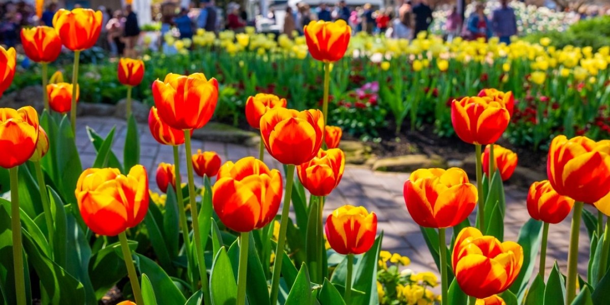 Tulip Time Flower Festival - 2ST