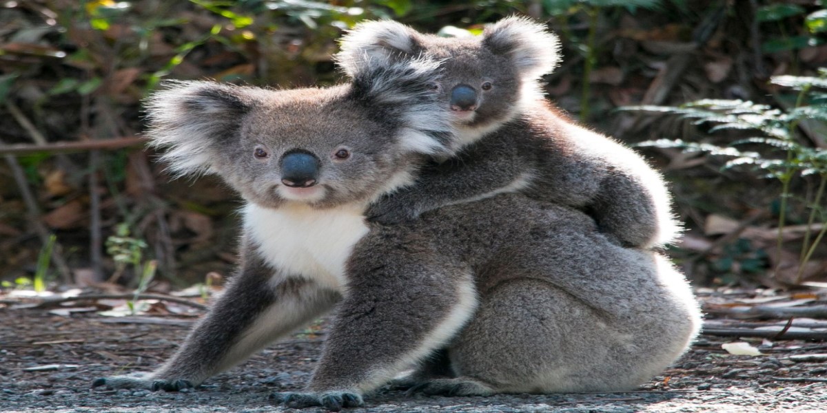 Dead Koalas raise animal cruelty allegations - 2ST