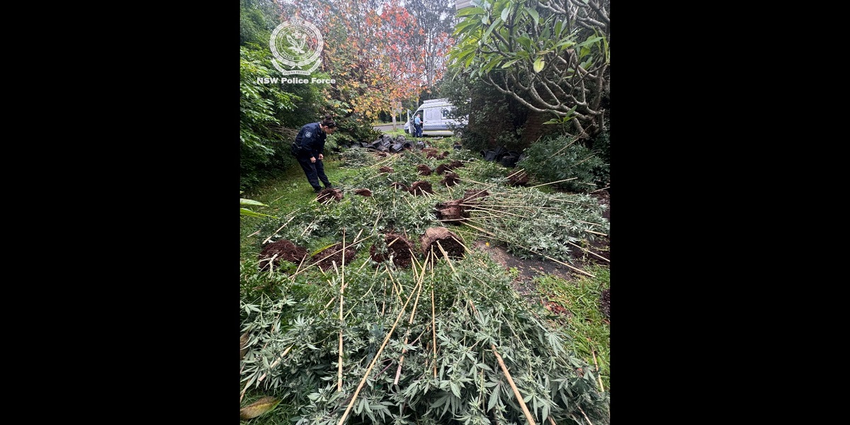 100 cannabis plants seized - 2ST