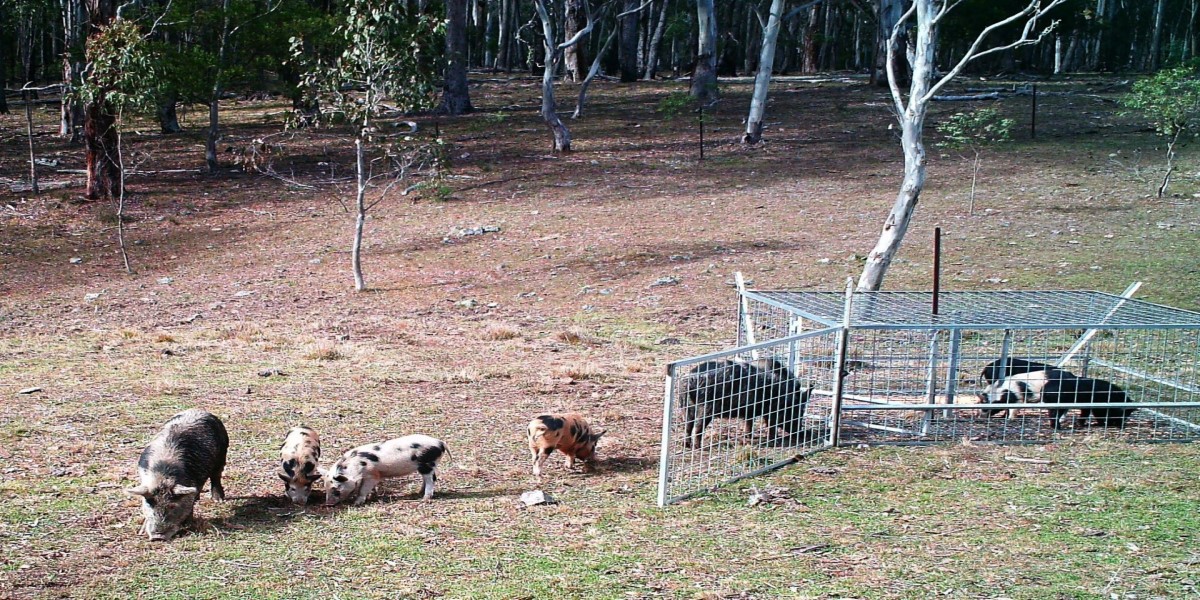 Feral Pig impact survey - 2ST
