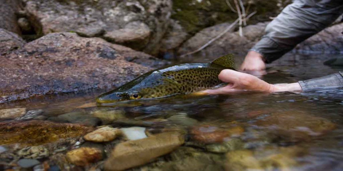 Trout fishing winter closure - 2ST